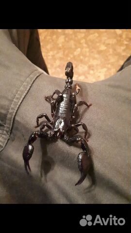 Скорпион Heterometrus Petersii