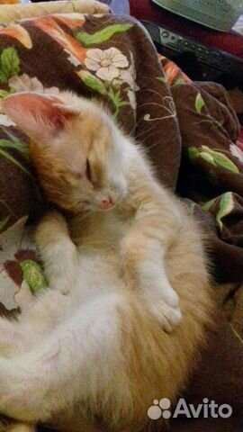 Обаятельный рыжик, 2 месяца