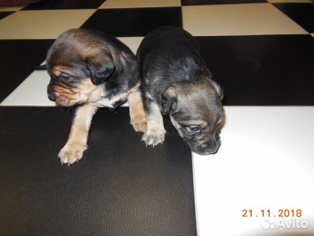 Щенки метисы от маленькой собаки