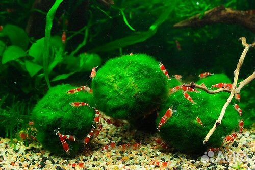 Мох кладафора, мох для аквариума