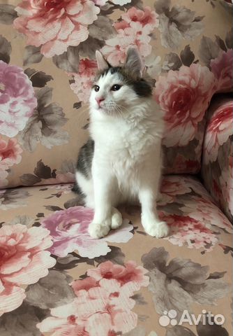 Королевский котик - курбобик Бурбон