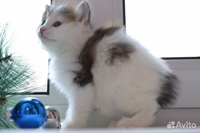 Котёнок Курильский бобтейл
