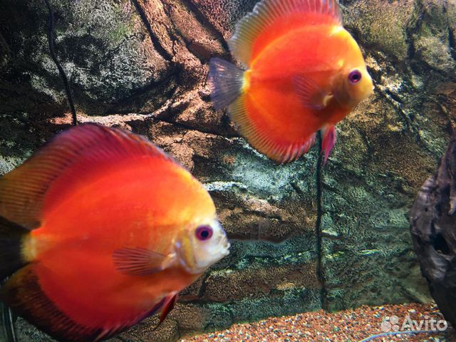 Дискусы "Мальборо" 10-12 см. 3 шт