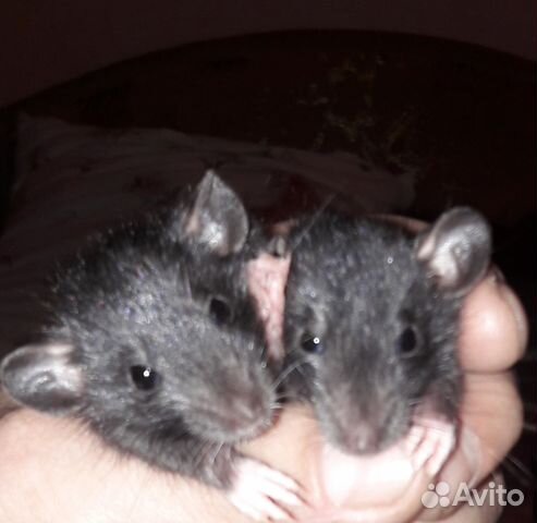Декоративные крысята