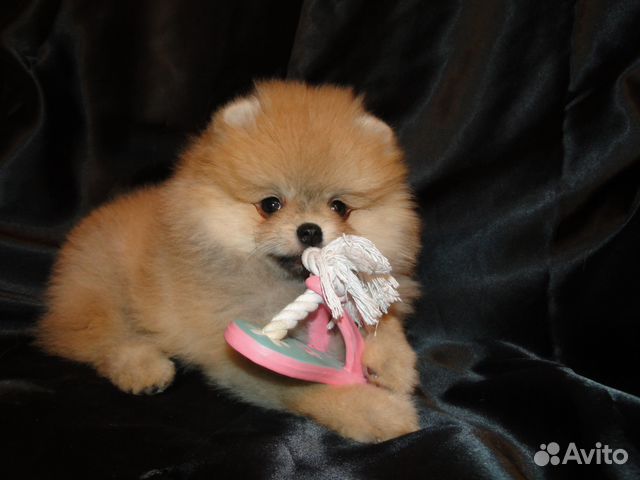 Две девицы красавицы