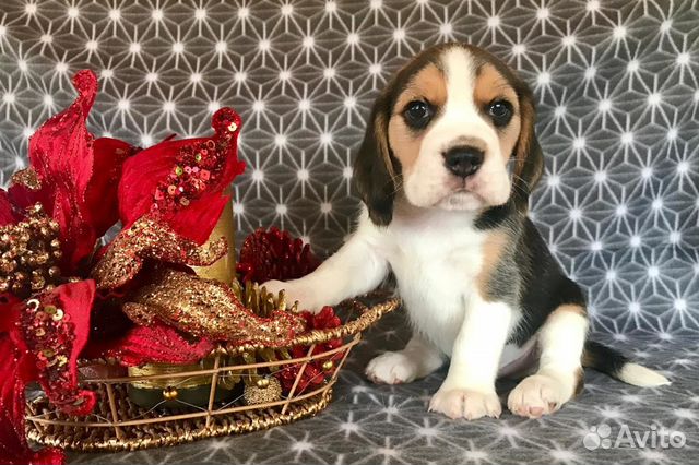 Замечательные малыши