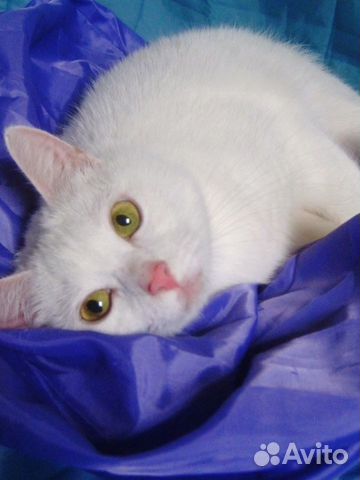 Белоснежная Фея в дар