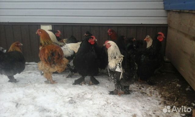 Продам курей