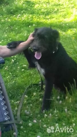 Бородатый миляга ищет дом