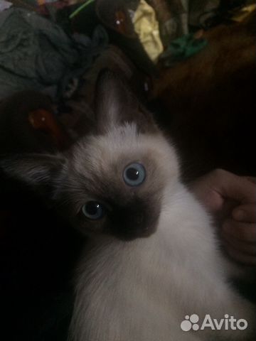 Котенок