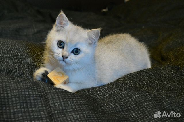 Шотландский прямоухий котенок