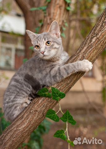 В добрые руки малышка Люси