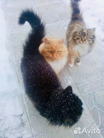 Шикарные котейки ищут дом