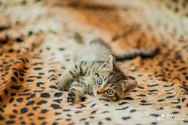 Красивый шотландский котенок (девочка)
