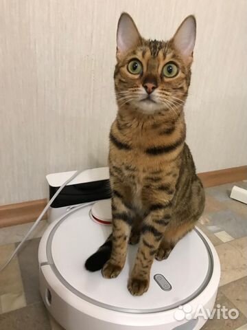 Бенгальские котята