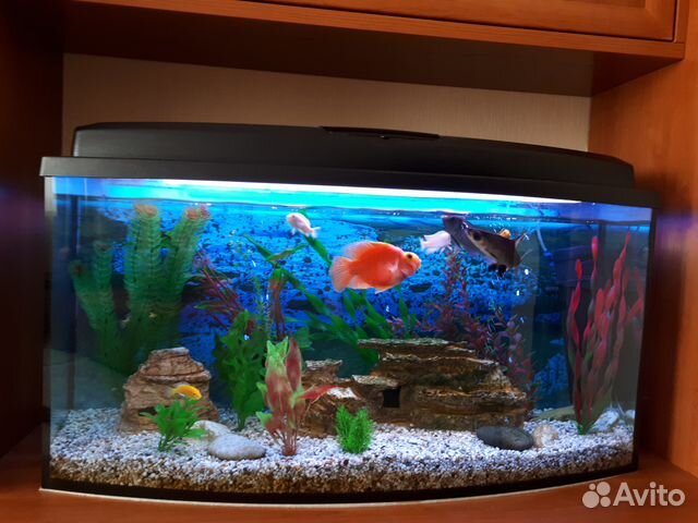 Продам действующий аквариум