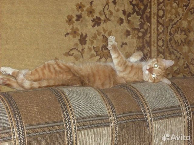 Рыжик ищет дом