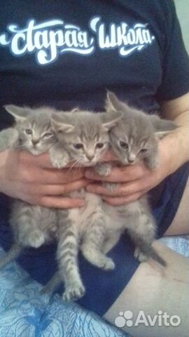 Отдам котят. Мама британка, папа дворянин