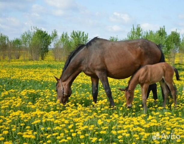 Чистопородная тракенка в обмен на пони