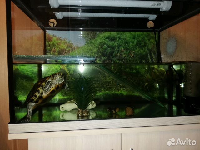 Красноухая черепашка