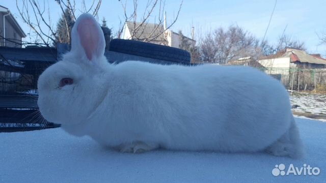 Продажа кроликов нзб