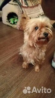 Продаются два чуда