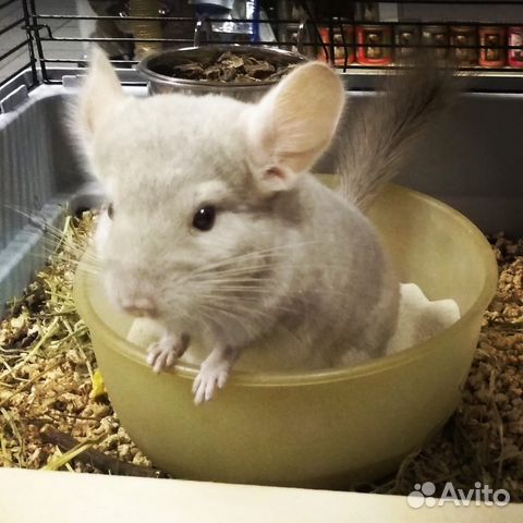 Шиншилла бежевый мальчик