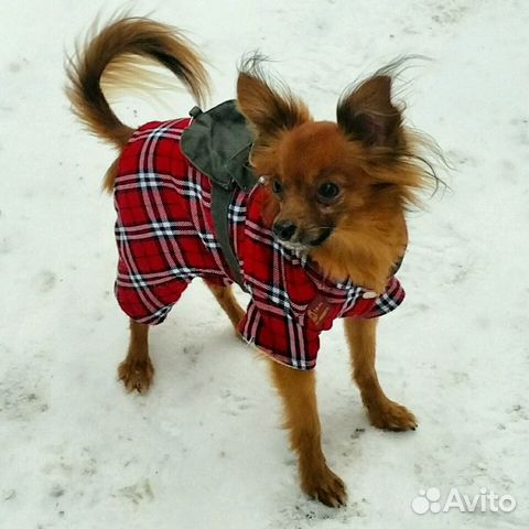 Вязка длинношерстного той- терьера