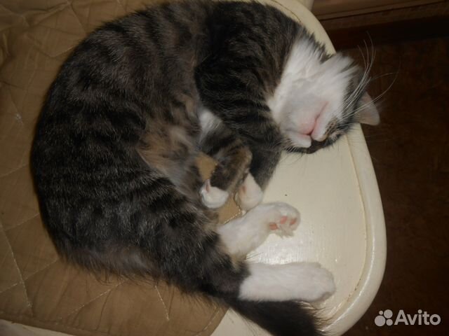 Кот - Мика