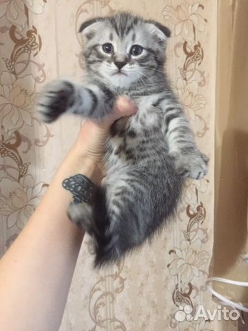 Шотландская