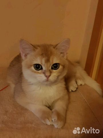 Котенок 4 месяца наполовину британец