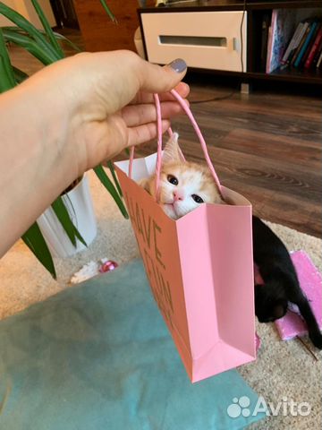 Подарочный котёнок Лапушка