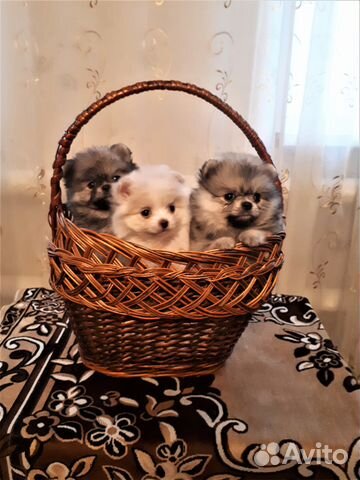 Лучший друг