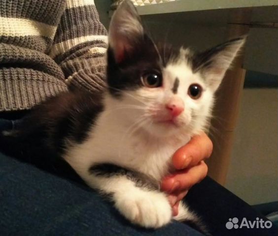 Котята Шерлок и Шамиль в добрые руки