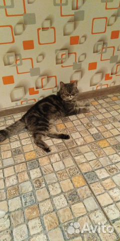 Помогите кошечке, подбросили