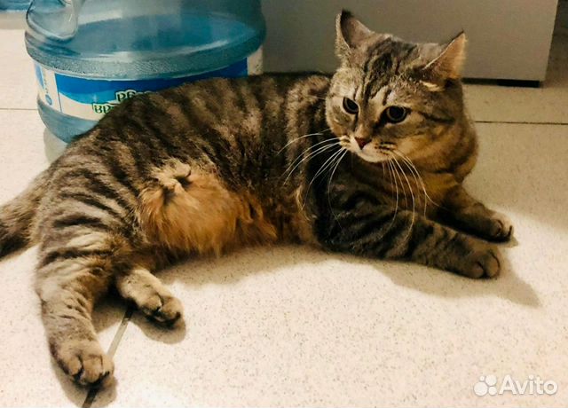 Кошечка Шери табби шпротик 1год стерилизованная