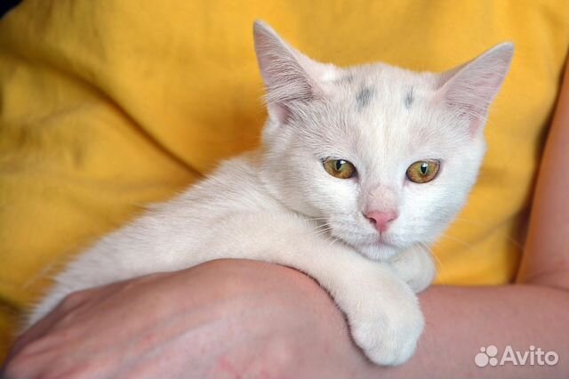 Ханечка ищет дом