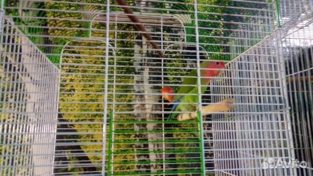 Попугаи амадины канарейки