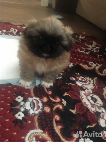 Мальчик пекинес ищет родителей