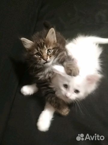 Котята от Мейн Куна