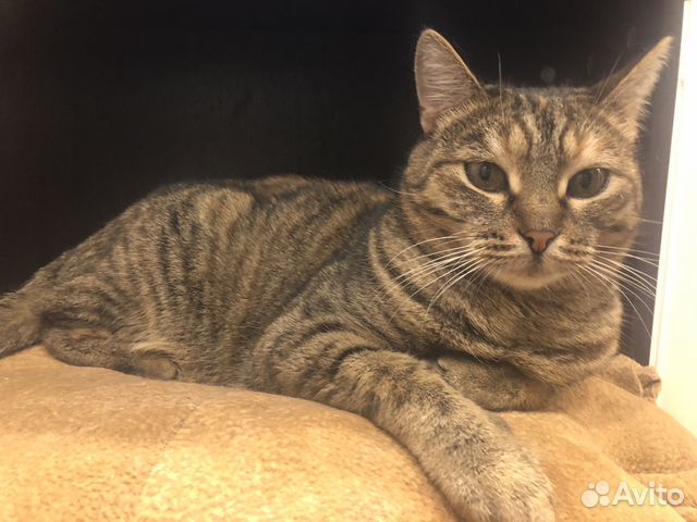 Кошка Маркиза 2 годика