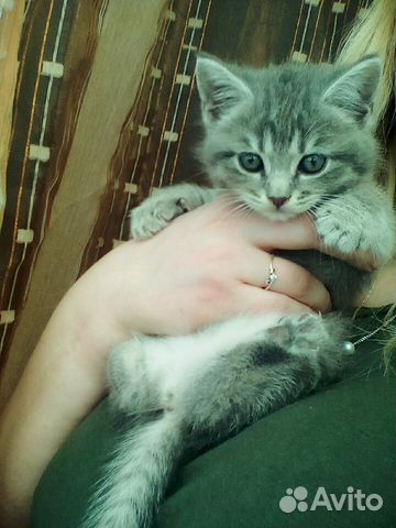 Котята