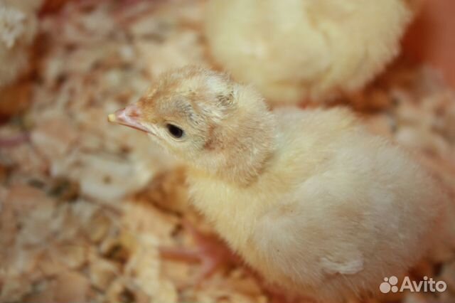 Индюшата Хайбрид Конвертер Суточные и Подрощеные