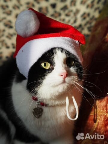 Кошечка Варенька - обыкновенное чудо