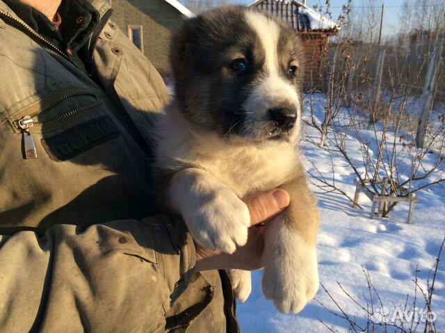 Щенок сао