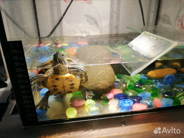 Красноухая черепаха с аквариумом и оборудованием