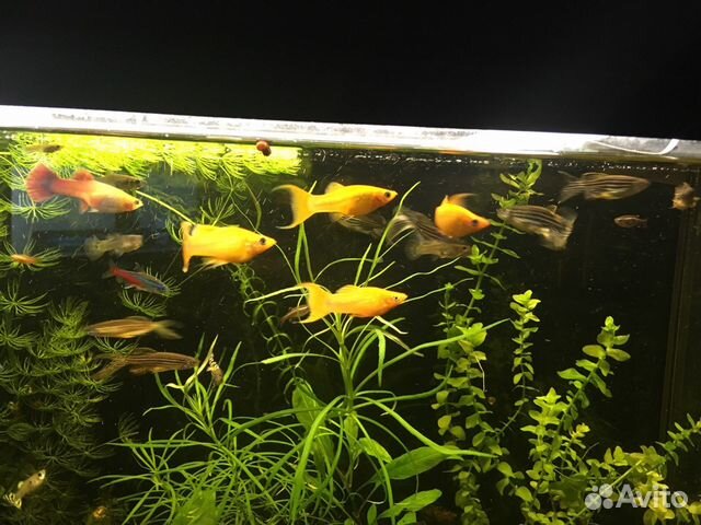 Рыба "Данио рерио"