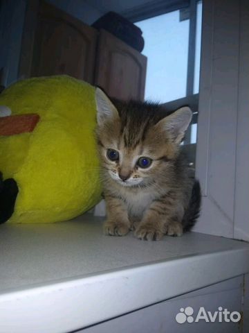Котопесики