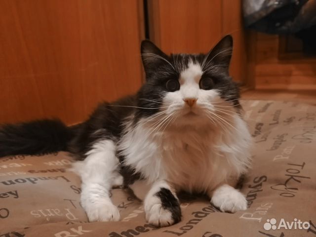 На дороге подобрали чёрно-белого пушистика