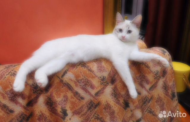 Малышка Мышка